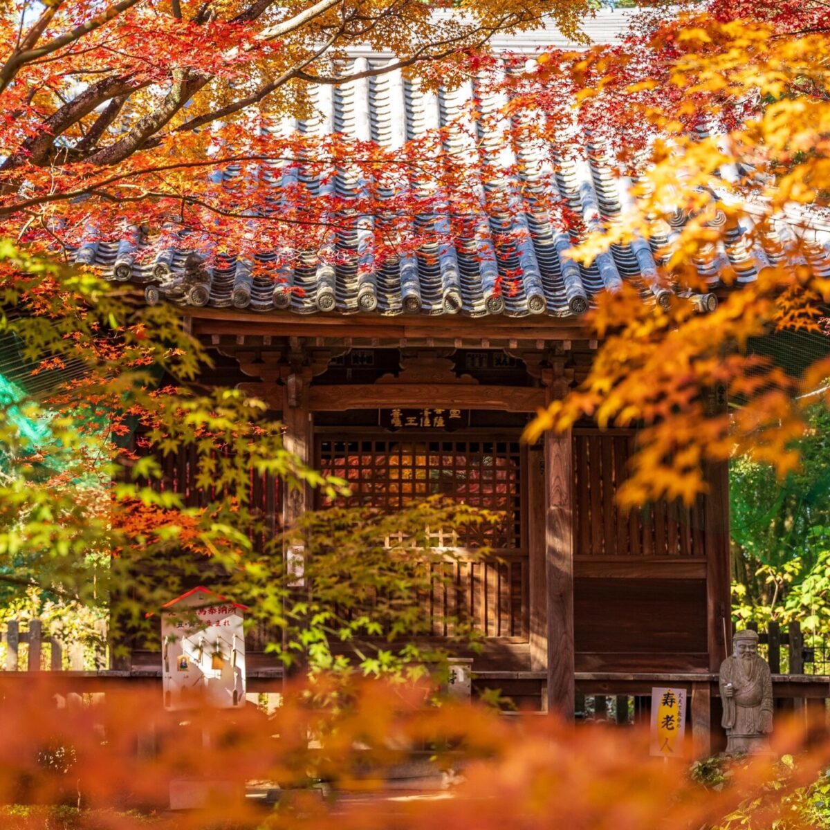 An Autumn Adventure for Parents and Kids! Visit Shiromine-ji, a Must ...